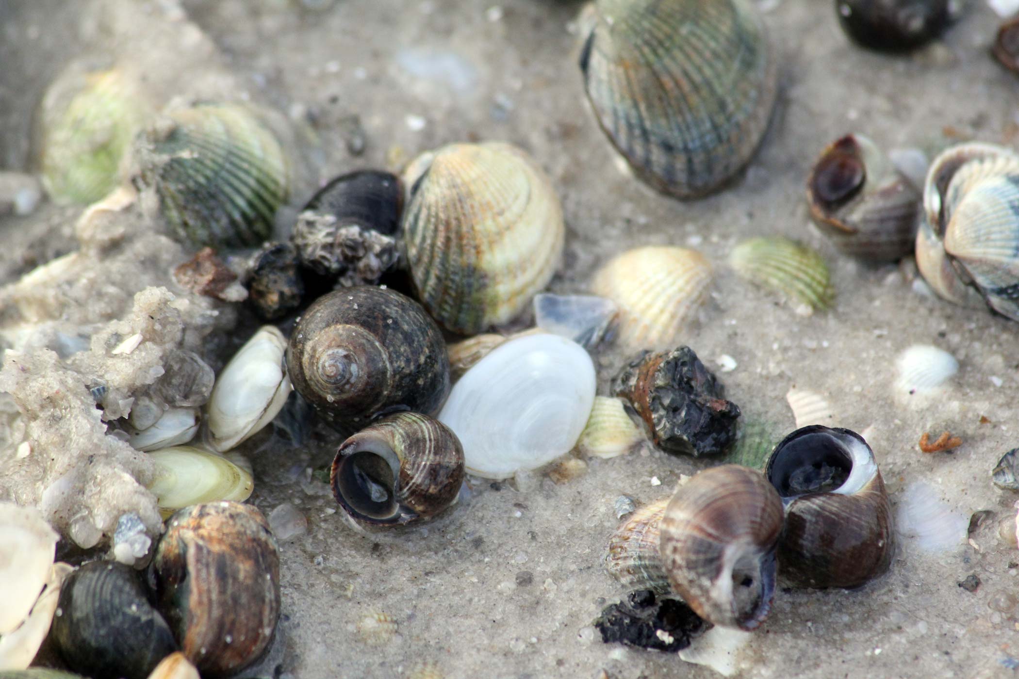 Wattwandern im Winter. Das geht? Na klar! | Freilenzen in Dornum