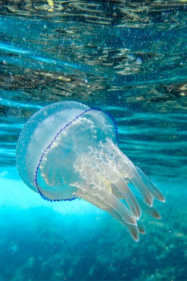 Auf ein Date mit Quallen an der Nordsee